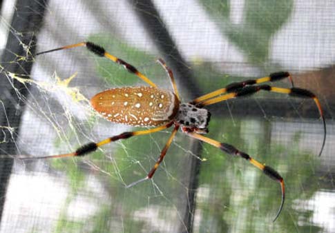 Spider silk strength