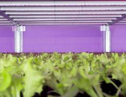 Philips starts eight LED research projects