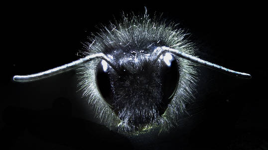 Bees have an electrostatic sense | Electronics Weekly