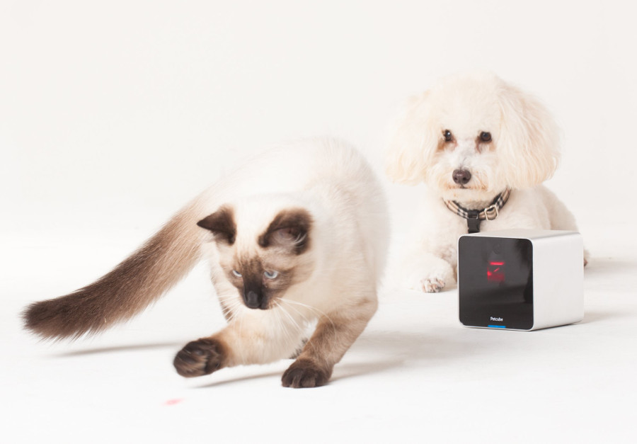 Pet Cube lets you play with your pet remotely | Electronics Weekly
