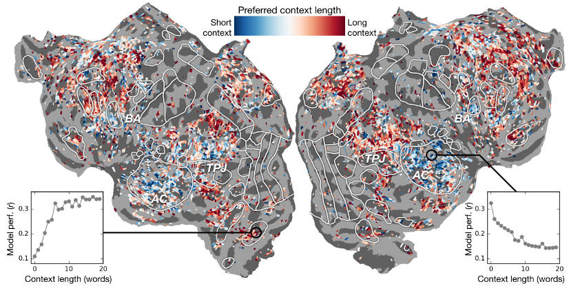 AI model predicts where the brain will process language | Electronics ...