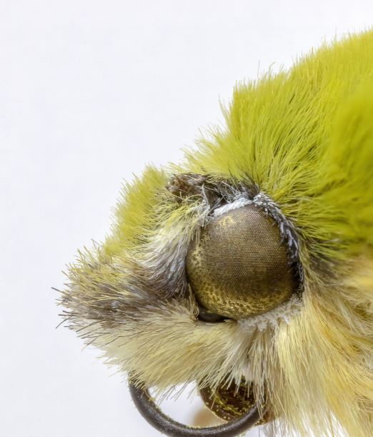 'Moth eye' anti-reflection coating for displays | Electronics Weekly