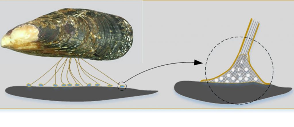 Ask a mussel how to anchor wind turbines | Electronics Weekly