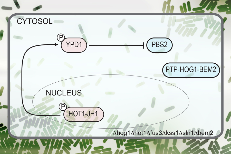 MIT designs circuits based on protein-protein interactions ...