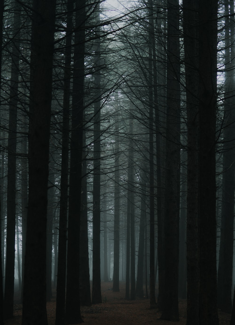 China entering a ‘dark forest’, say scientists | Electronics Weekly