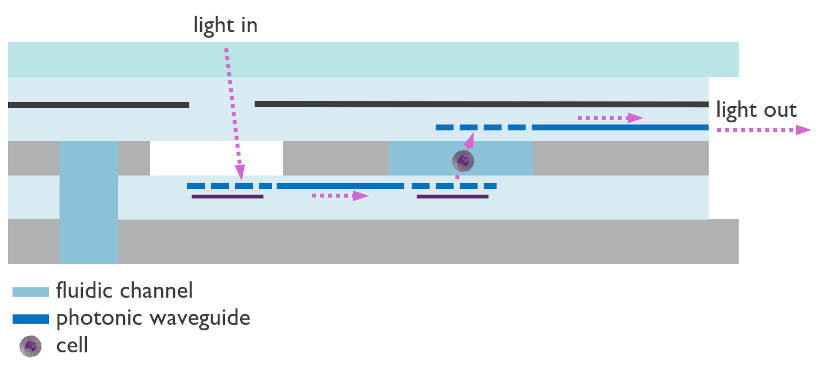 Chip analyses human white blood cells | Electronics Weekly